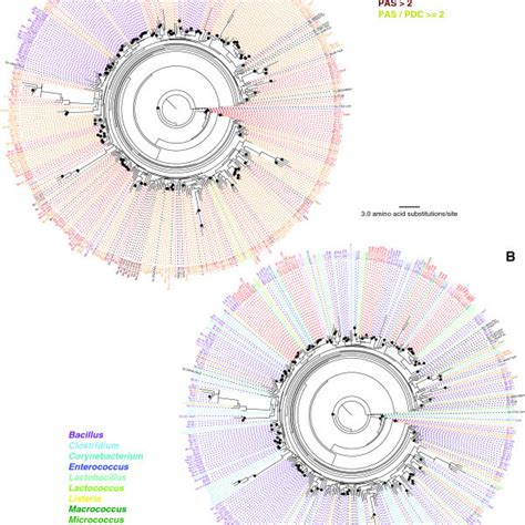 Three Dimensional Structures Of Pas A And Pdc B Domains The Download Scientific Diagram