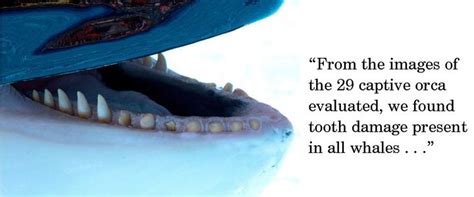 Seaworlds Toothless Denials Expose Orca To Peril Huffpost Contributor