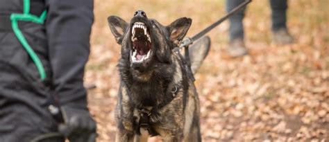 Mehedinți O Fetiță De Un An și Opt Luni A Murit După Ce A Fost Atacată De Câinele Familiei