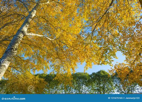 Foliage Of Deciduous Trees In Fall Colors In Sunlight In Autumn Stock