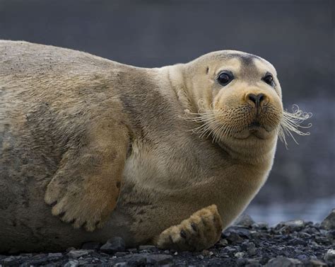 Foca Barbuda Características Reprodução Habitat E Comportamento
