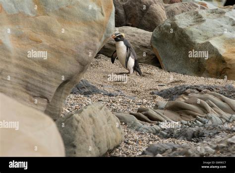 Fjordland Crested Penguin Eudyptes Pachyrhynchus Walking To Its Nest