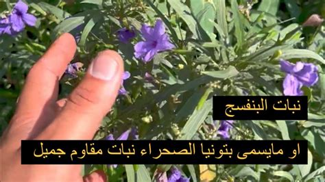 نبات البفنسج الذي تغنى به ياس خضر او ما يسمى بتونيا الصحراء نبات جميل ومقاوم Youtube