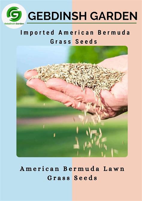 Gebdinsh Garden® Imported American Bermuda Lawn Grass Seeds For Garden