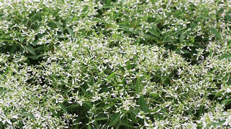 How To Plant Grow And Care For Diamond Frost® Euphorbia