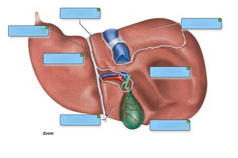 Liver Diagram Quizlet