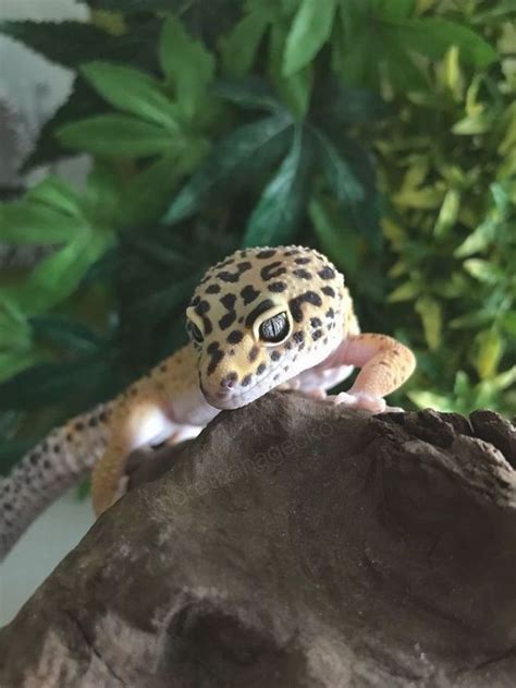 Pin By Mikayla On Leopard Gecko Leopard Gecko Cute Gecko Leopard Gecko
