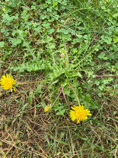 Weeds With Yellow Flowers Common Lawn Weed Guide Lawn Phix