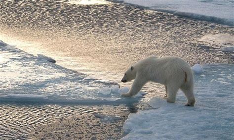 Oso Polar Historias Descubre Wwf