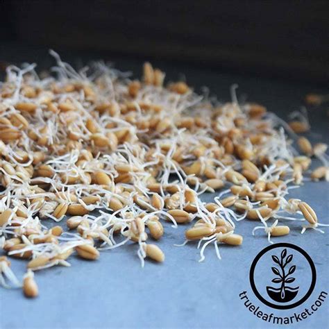 Organic Triticale Seeds Triticale Sprouting Seed Grain True Leaf