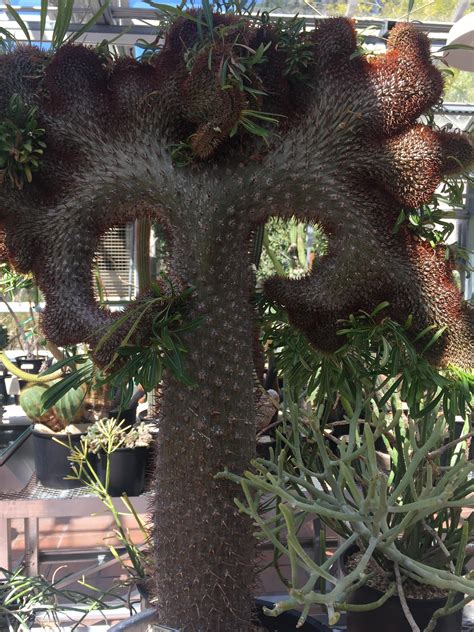My Friend Had This Strange Looking Cactus Tree Now Im Really Curious