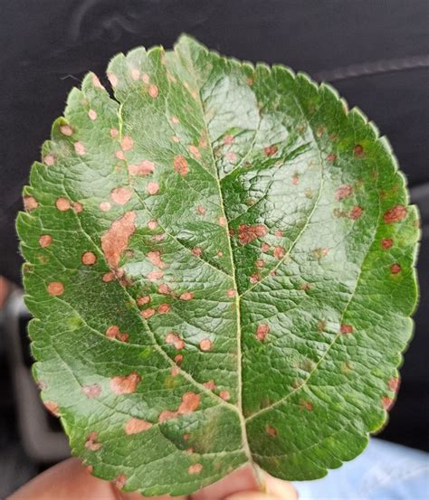 Apple Dataset Object Detection Dataset And Pre Trained Model By Mm