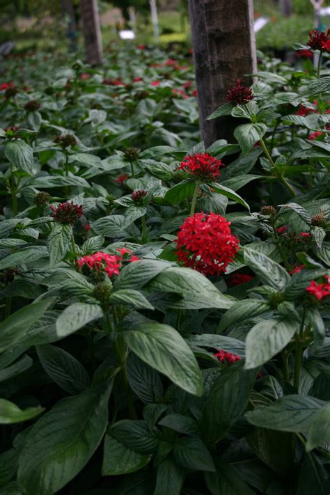 Jatropha Jatropha Integerrima — Florida Native Plants Nursery