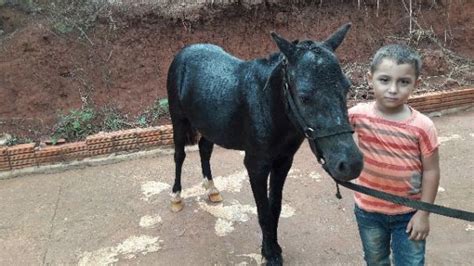 Happy Hors Hamburgueria 🥇 【 Ofertas 】 Vazlon Brasil