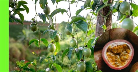 How To Plant Passion Fruit A Step By Step Guide