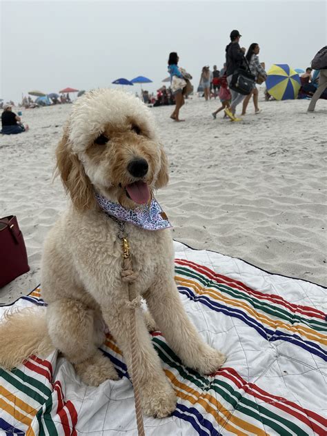 D And L Doodles In California Goldendoodle And Assorted Doodle Crosses
