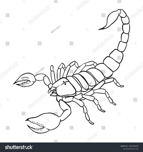 Scorpion Line Drawings Scorpion Sketch Royalty Free Vector Image