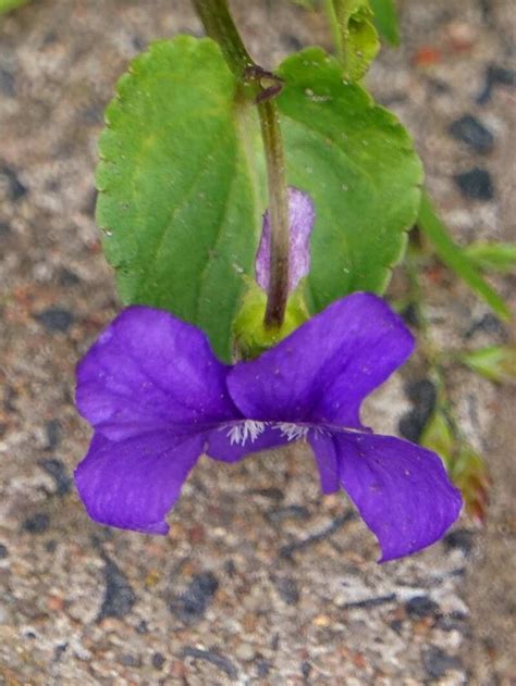 How To Grow Viola Sororia Earthone