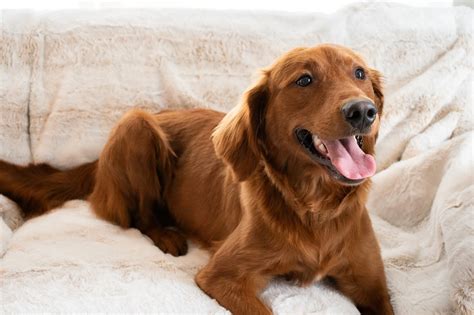 Mini Golden Retriever Vs Goldendoodle — Taylormade Miniature Golden