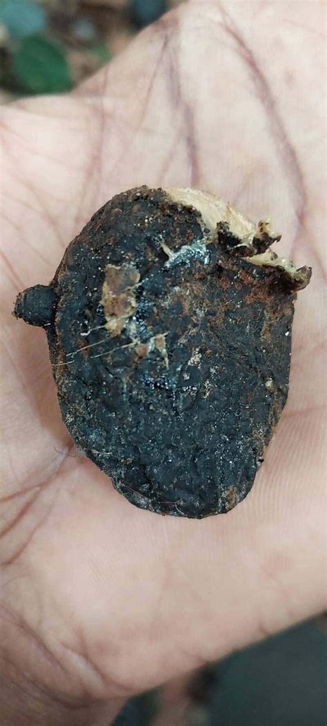 Copaifera Mildbraedii Propagate One