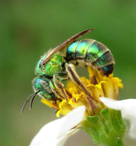 Sweat Bees Smokies Pollinator Guide · Inaturalist