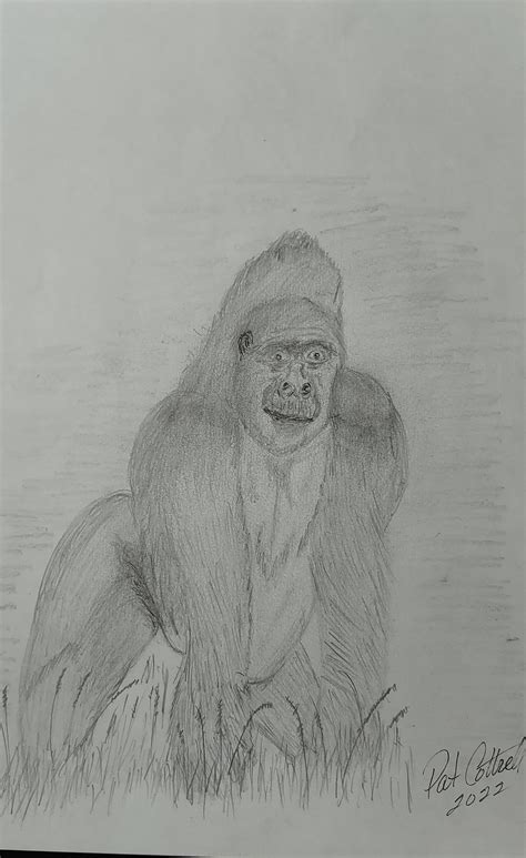 A Visit To The Jungle Pat Cottrell Photography And Arts