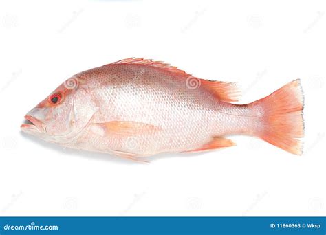 Snapper Fish Filet Royalty Free Stock Image 113391124
