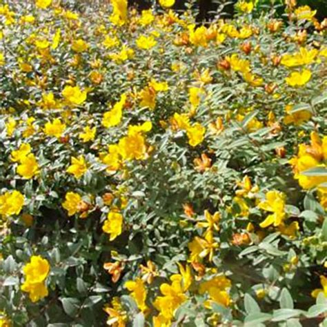 Hypericum Hidecote