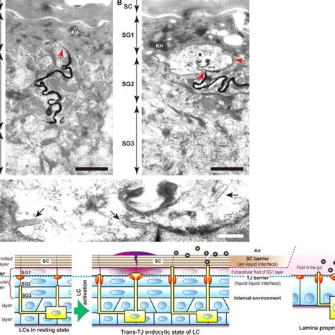 Penetrating Dendrites And Kcs Retain Tj Barrier Function Electron