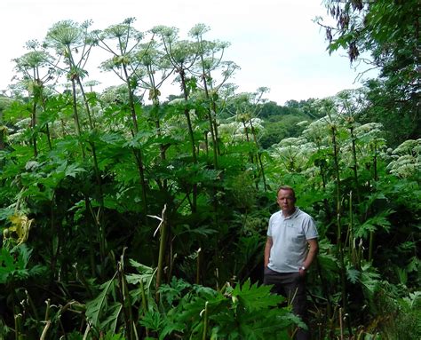 Giant Hogweed Myths Vs Reality Separating Fact From Fiction 2026