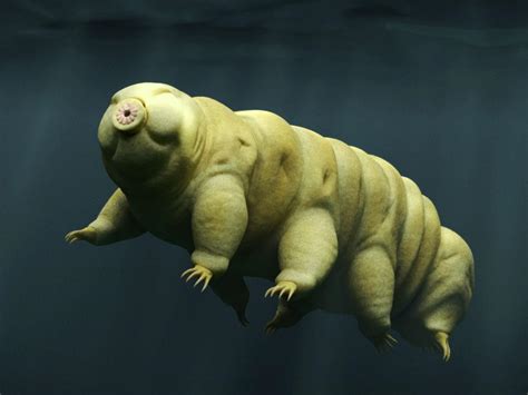 Water Bear Organism At Delia Johnson Blog