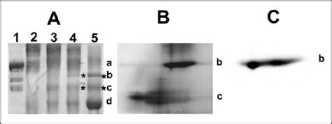 Oxidative Cross Linking Analysis Using Rubpy 3 Cl 2 A Coomassie Download Scientific Diagram