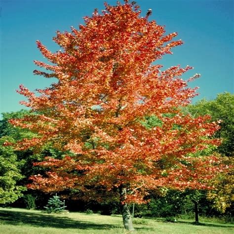 Acer X Freemanii Freeman Maple Siteone