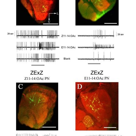 Dendritic Arborization Of Projection Neurons Pns In The Download