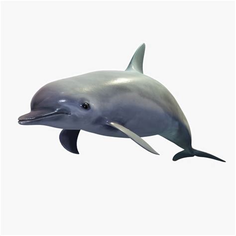 Dolphin Blender Models For Download Turbosquid