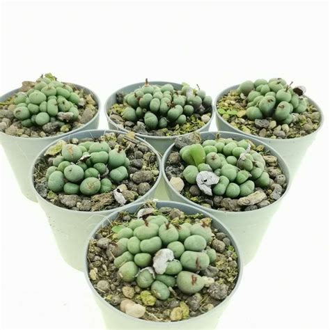 Conophytum Piluliforme Subs Piluliforme 65 Cm Aizoaceae Giromagi Vendita Piante Grasse
