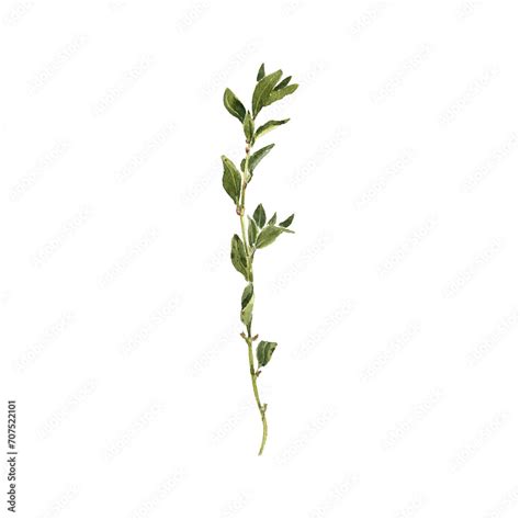 Watercolor Drawing Plant Of Knotgrass With Green Leaves And Flowers