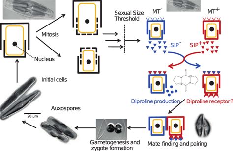 The Life Cycle Of Seminavis Robusta Modified After Frenkel Et Al 5 Download Scientific