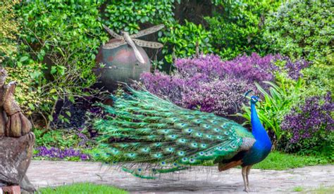 Ultimate Guide To Raising Peacocks Farmhouse Guide