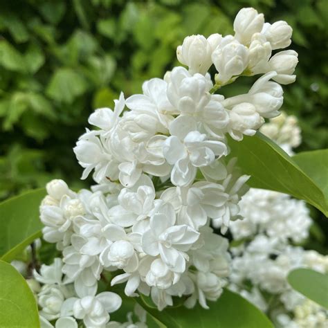 Syringa Vulgaris Miss Ellen Willmott Beechmount Garden Centre