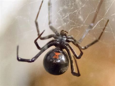 Spiders That Look Like Black Widows