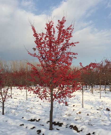 工程苗销售 北京胖龙丽景科技有限公司