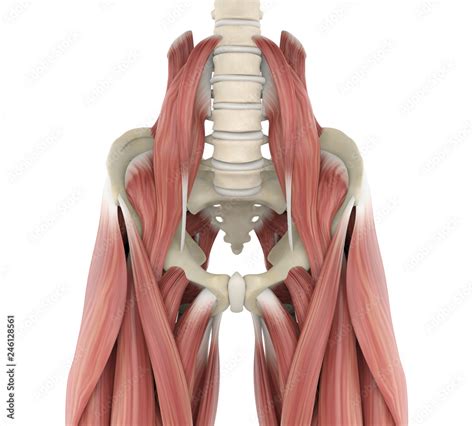 Psoas Muscles Anatomy Ilustração Do Stock Adobe Stock