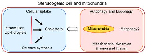 Schematic Diagram Depicting Known And Potential Relationship Between Download Scientific