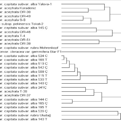 Dendrogram Displaying Groupings In A Similarity Matrix From Upgma Download Scientific Diagram