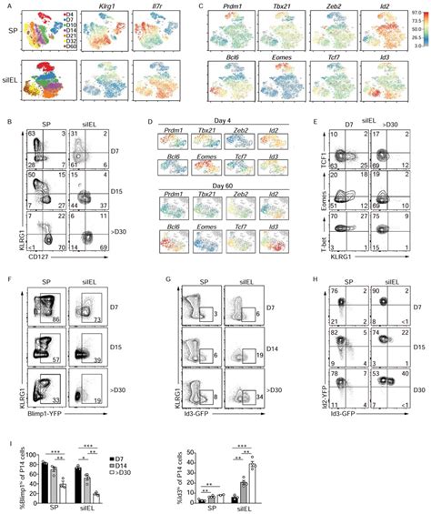 Heterogenous Populations Of Tissue Resident Cd8 T Cells Are Generated In Response To Infection