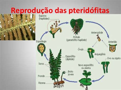 Classificacao E Reproducao Das Plantas