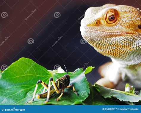 Bearded Dragon Hunting At Grasshopper Stock Image Image Of Portrait