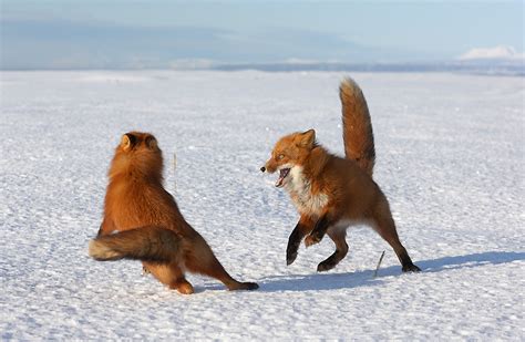 Зачем лисе хвост? » BigPicture.ru