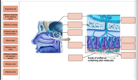 Supporting Cell Olfactory Filaments Of The Olfactory Nerve Olfactory